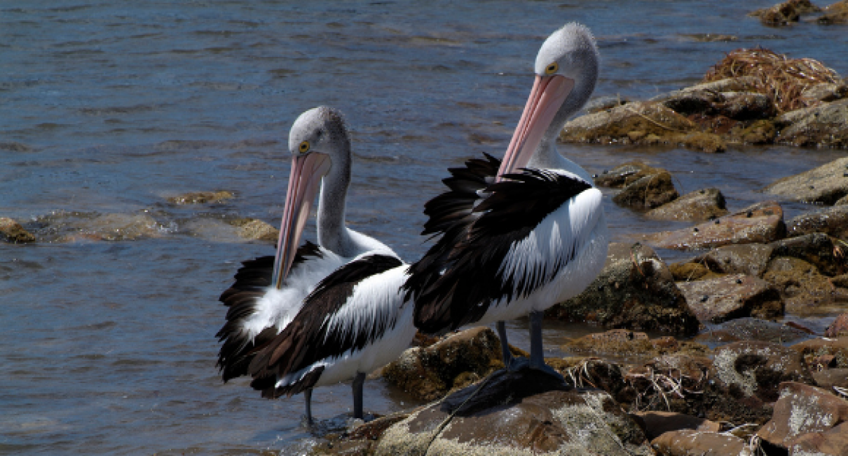 Two Tenure Track Positions: School of Zoology and the Steinhardt Museum ...